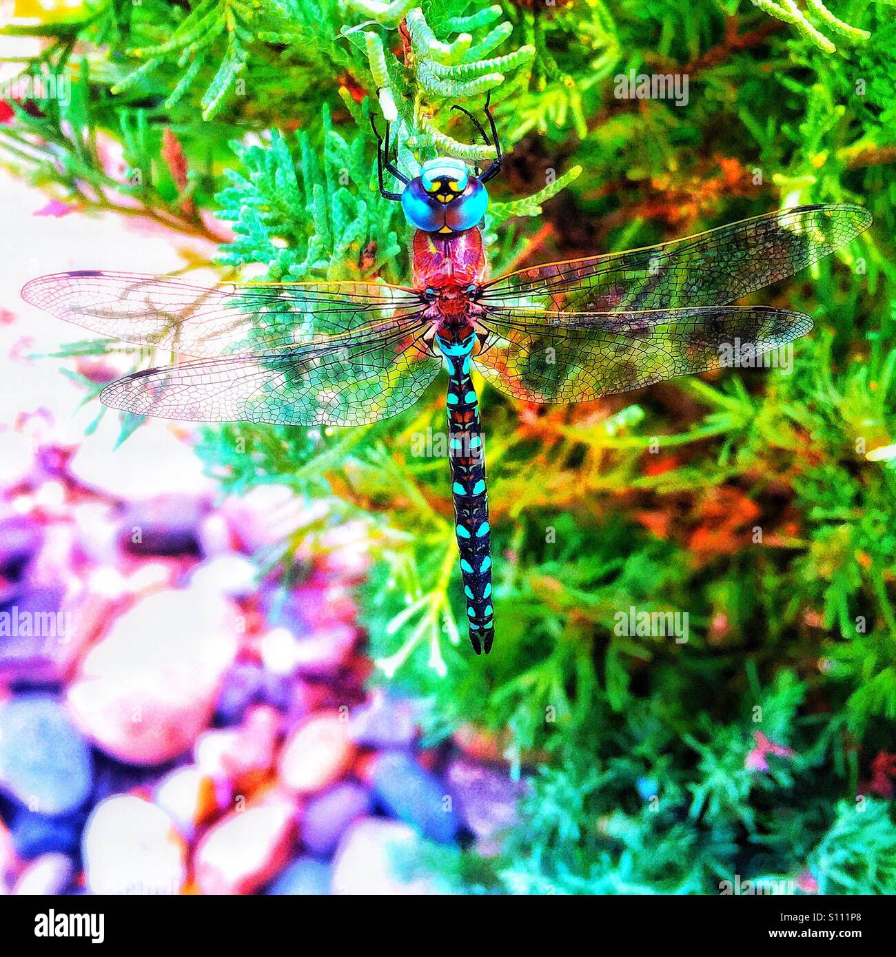 Beautiful dragonfly on green smartphone stock photos and images - Alamy