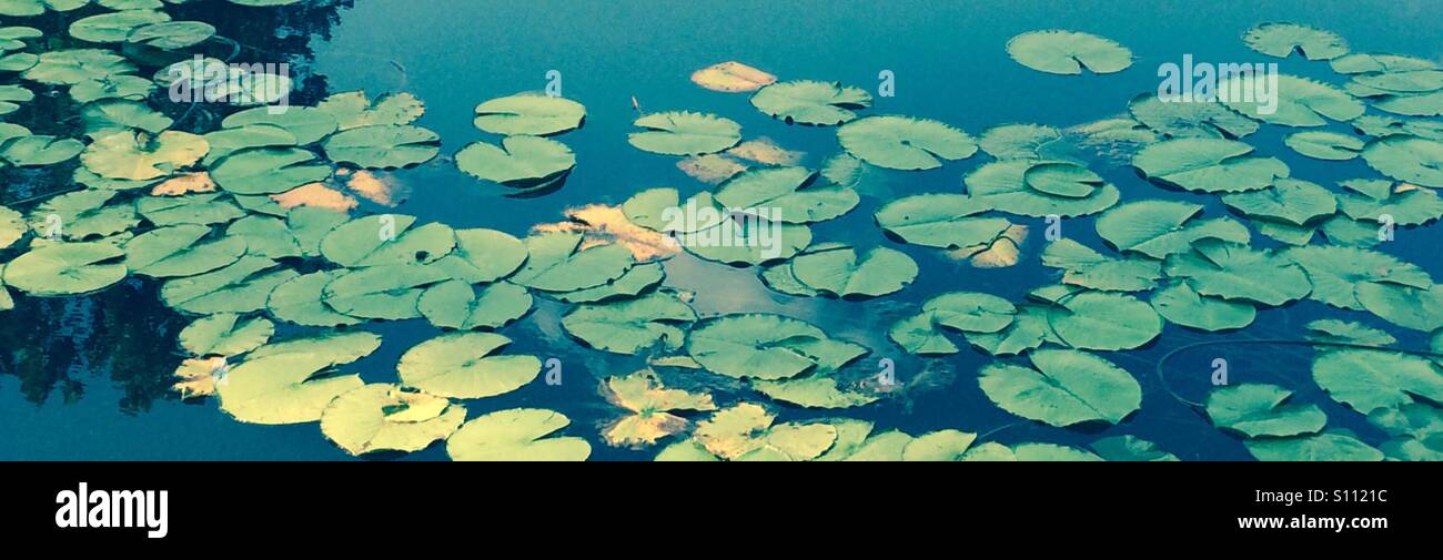 Green Lilly Pads High Resolution Stock Photography and Images - Alamy