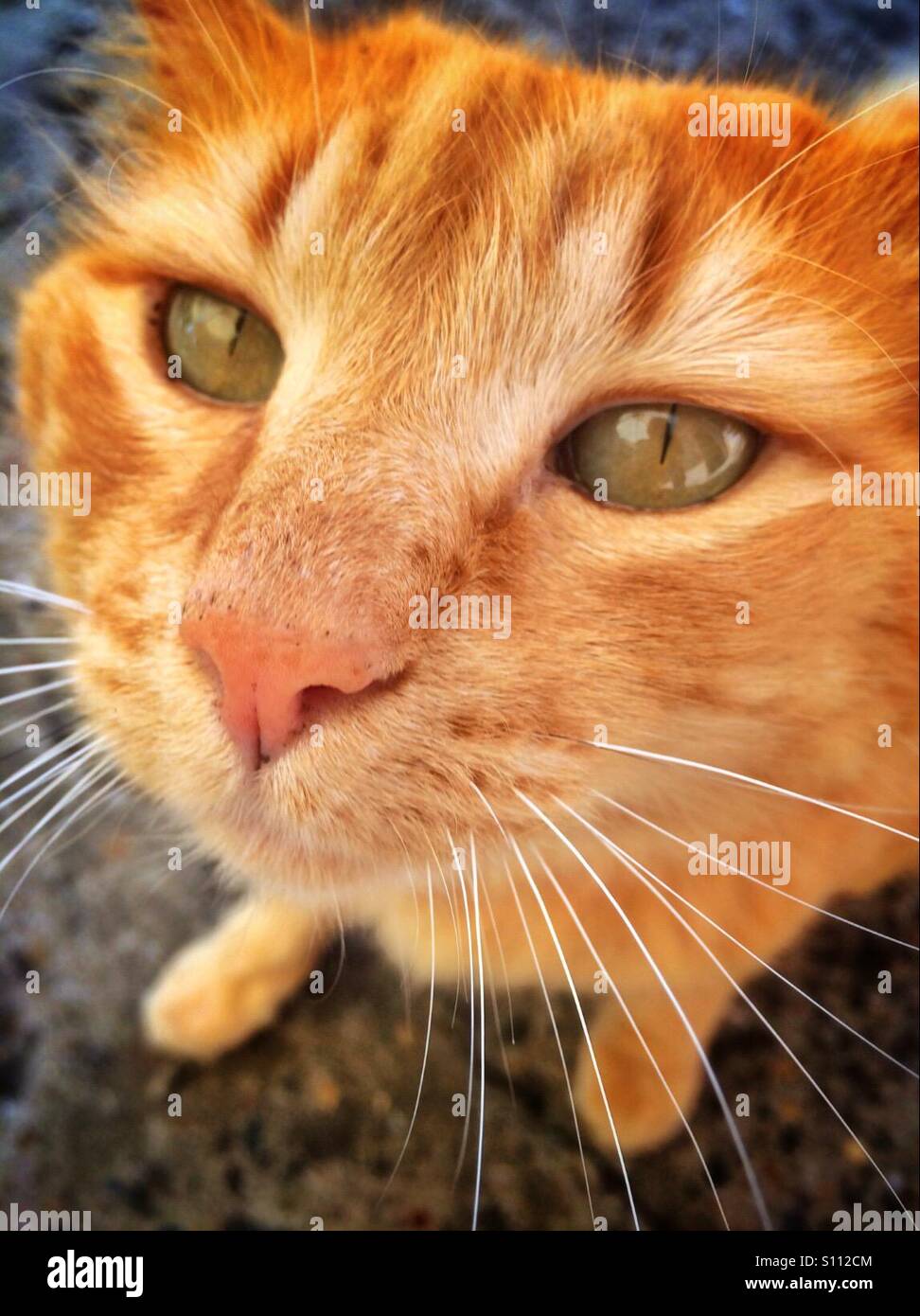 Ginger eyes hi-res stock photography and images - Alamy