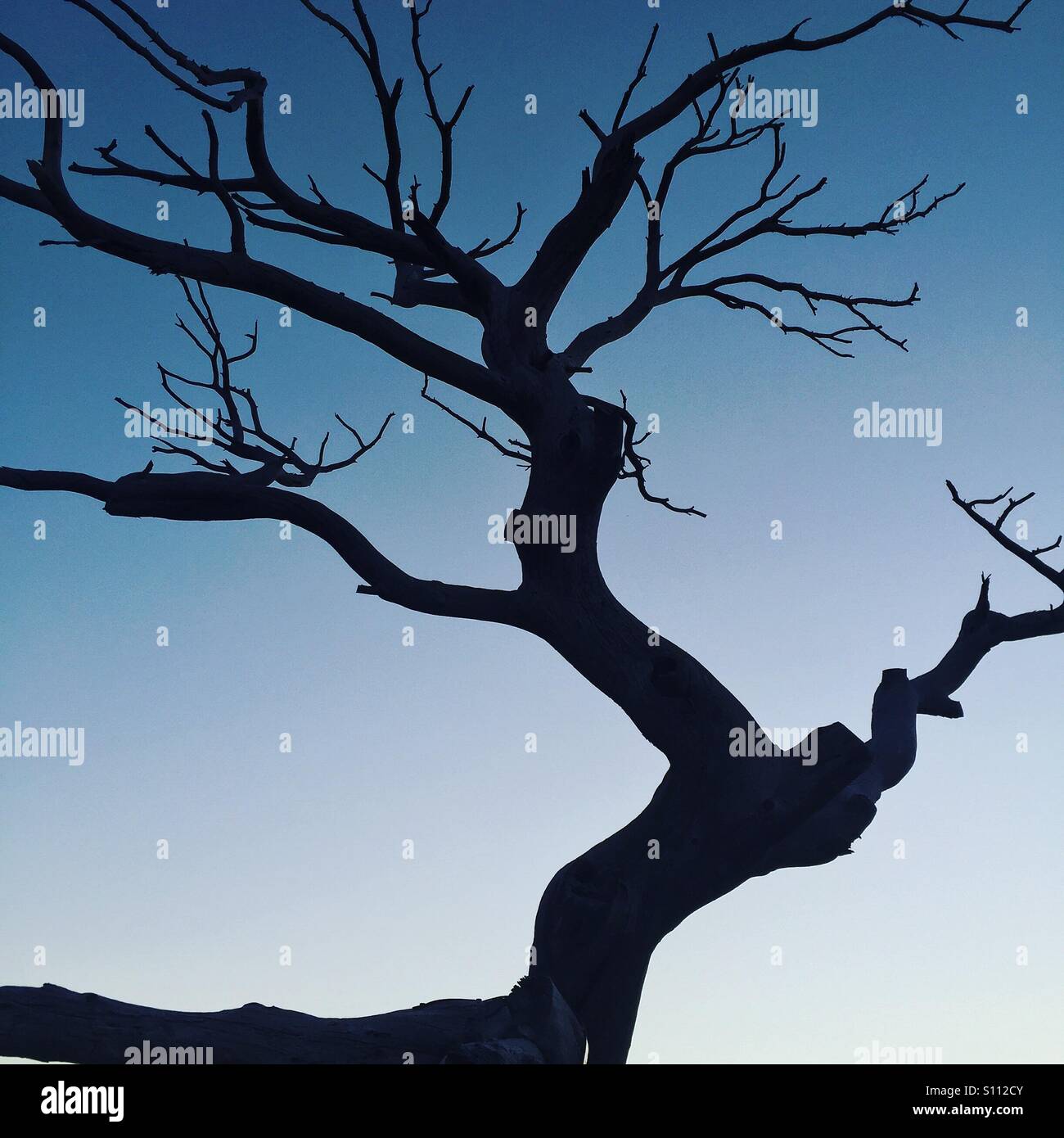 Burmis Tree High Resolution Stock Photography and Images - Alamy