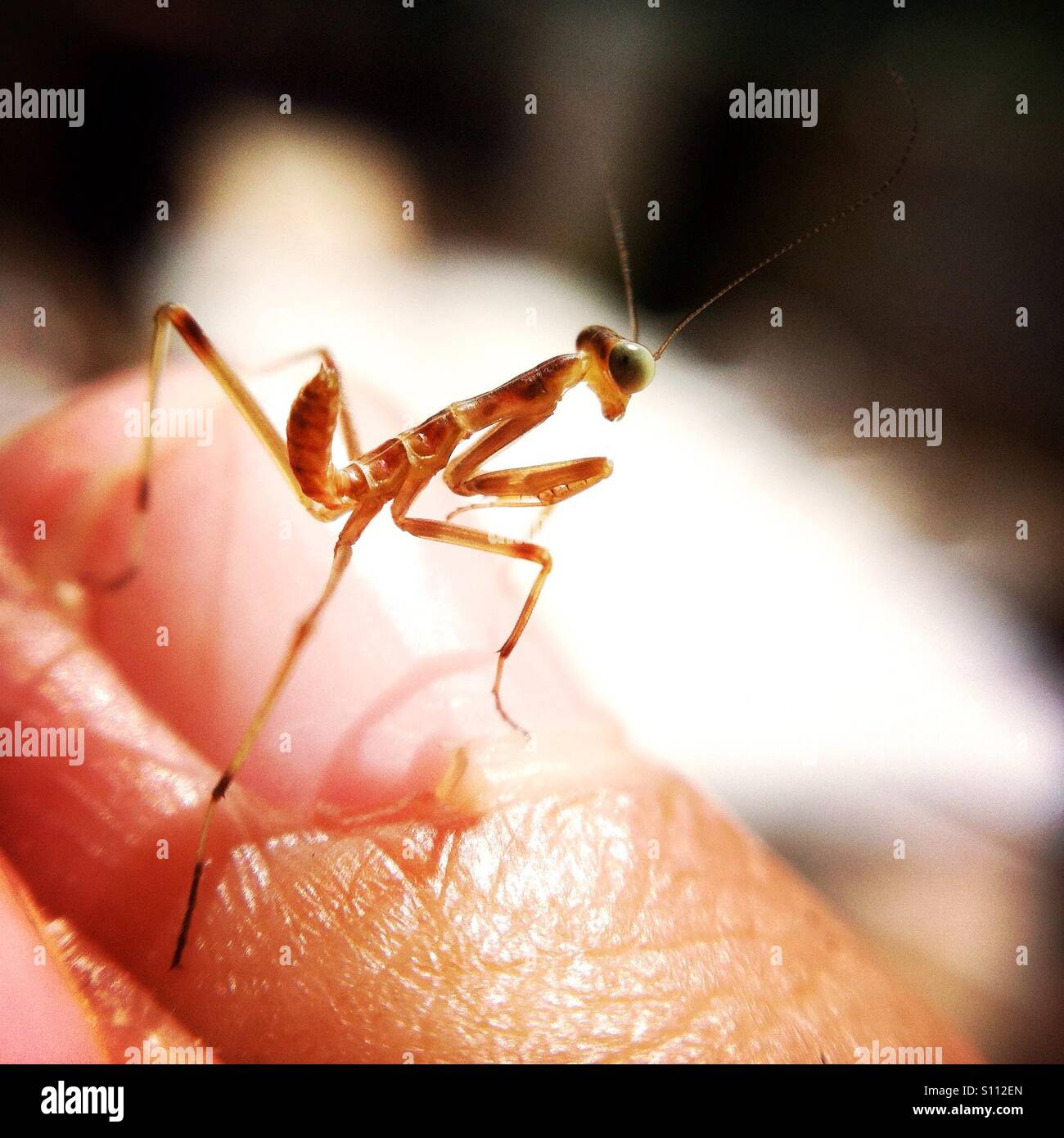 Praying mantis baby hi-res stock photography and images - Alamy