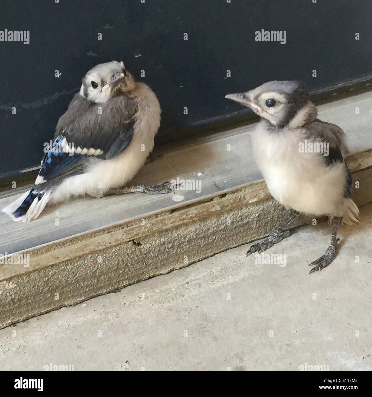 Pair of birds Stock Photo - Alamy