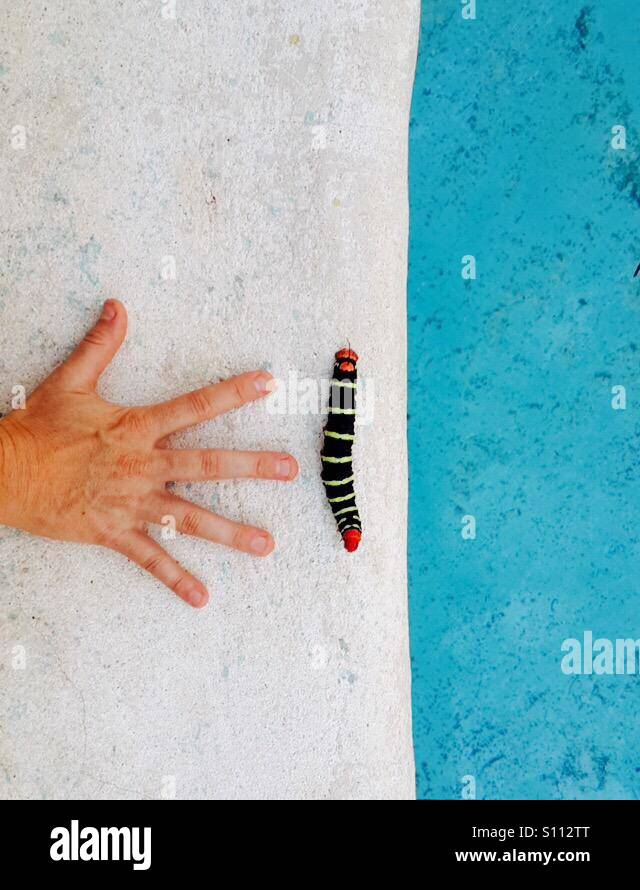 Large colorful caterpillar next to a hand and swimming pool in the ...
