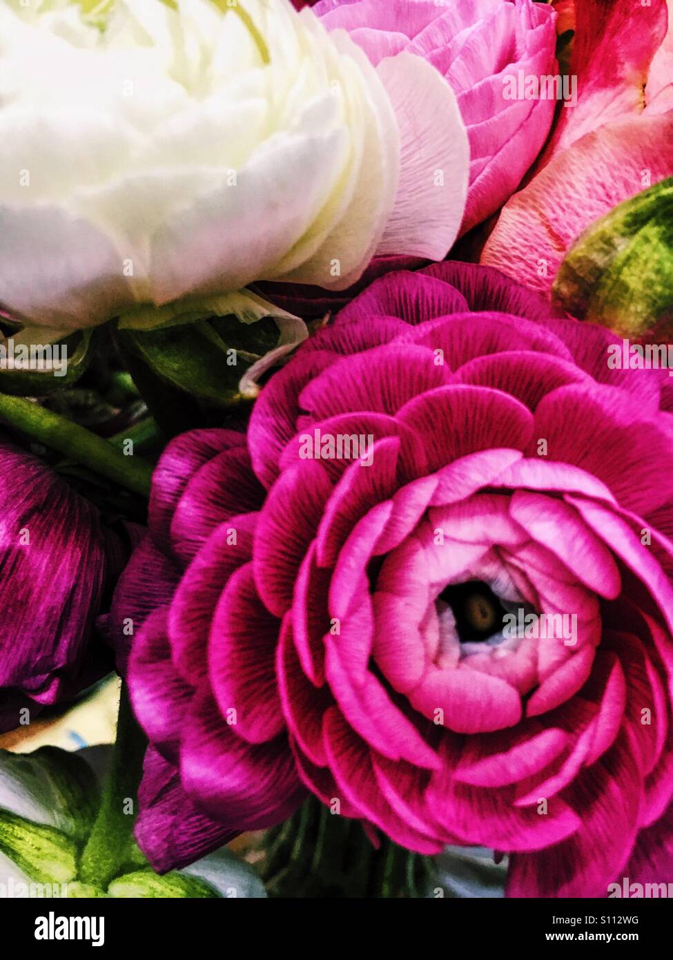 Ranunculus magenta flower Stock Photo - Alamy