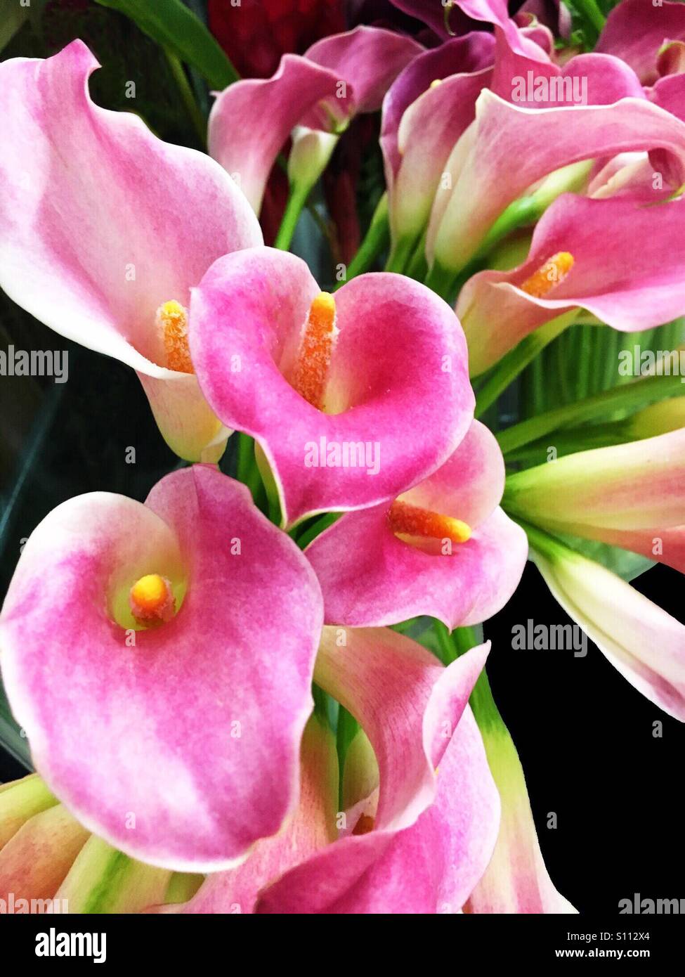 Pink Calla Lilies Stock Photo - Alamy