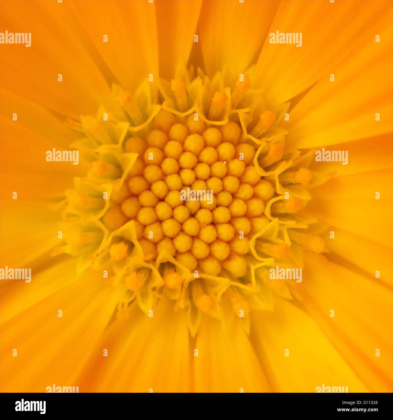 Yellow orange center hi-res stock photography and images - Alamy