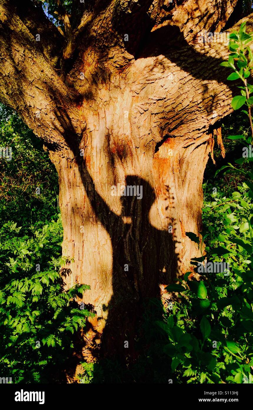 Waving tree hi-res stock photography and images - Alamy