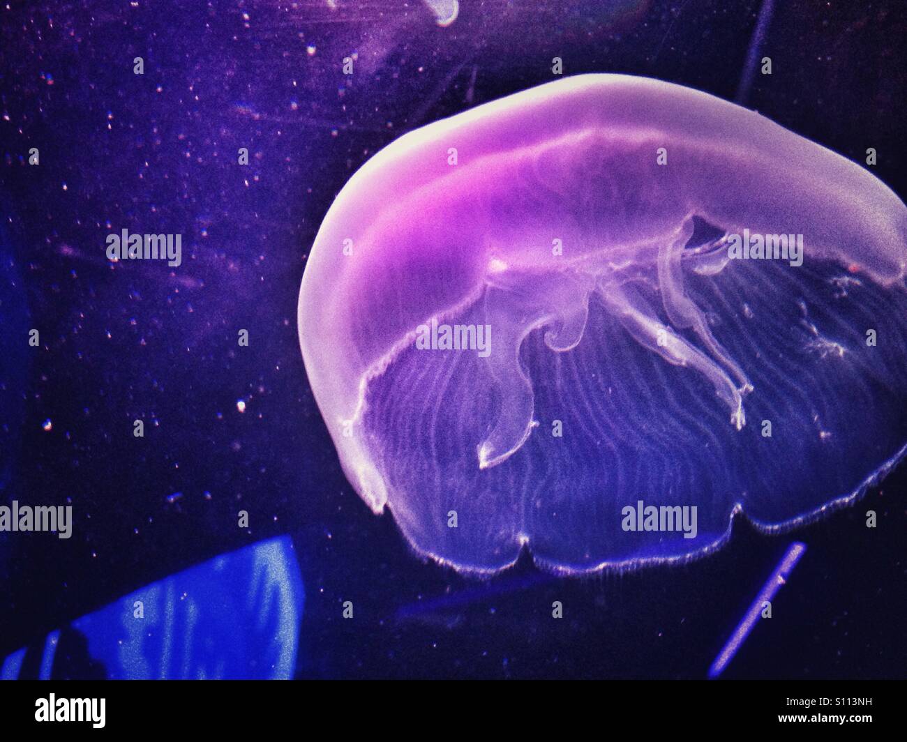 Purple Jellyfish High Resolution Stock Photography and Images - Alamy