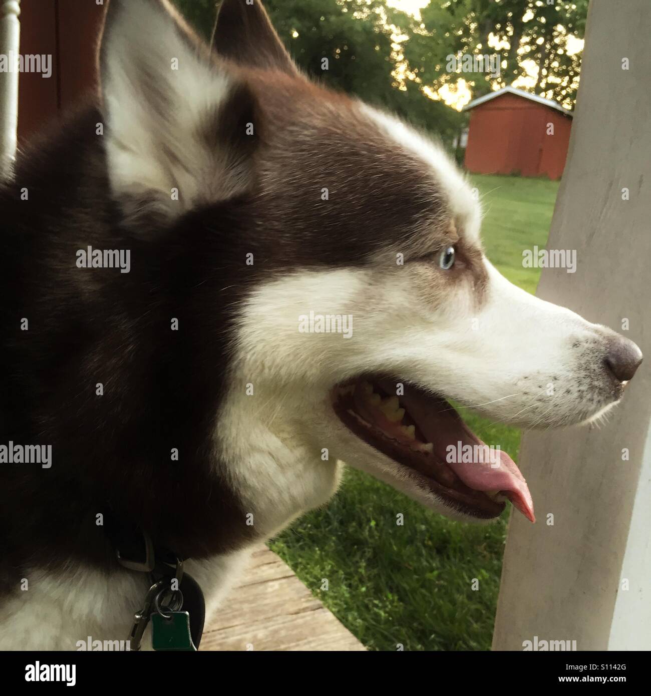 Smile husky hi-res stock photography and images - Alamy