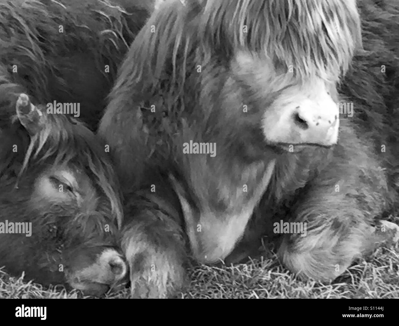 Sleeping cow hi-res stock photography and images - Alamy