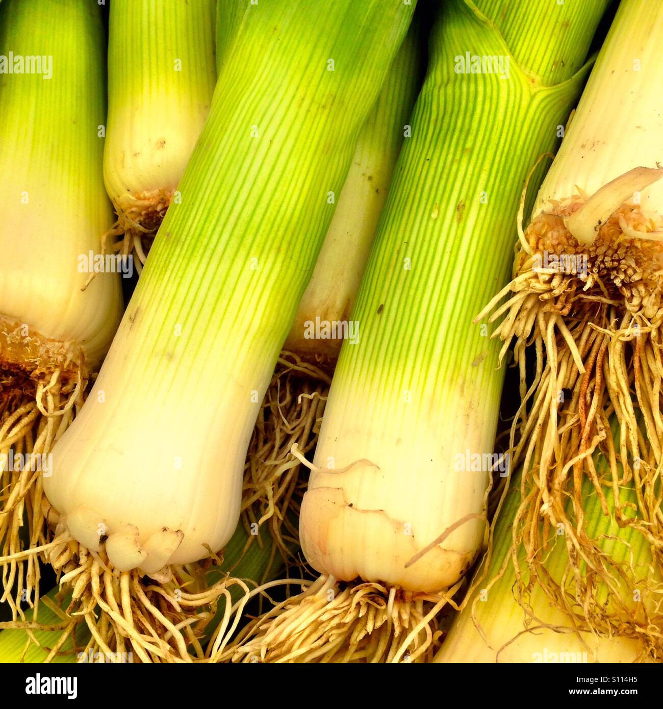 Leeks with roots hi-res stock photography and images - Alamy