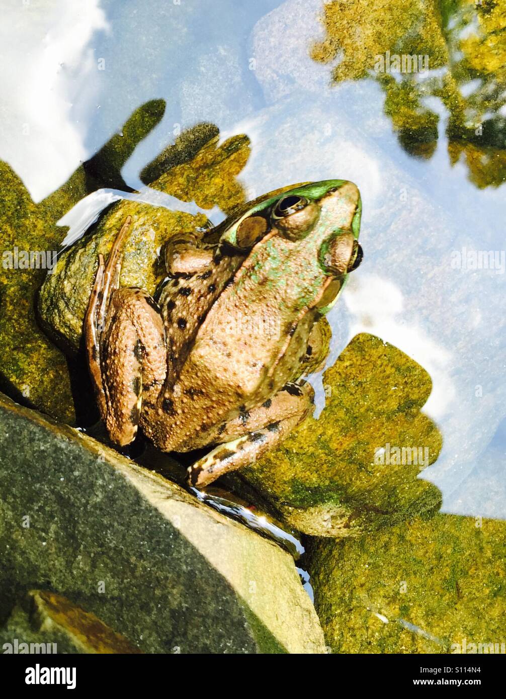 Leap frog hi-res stock photography and images - Alamy