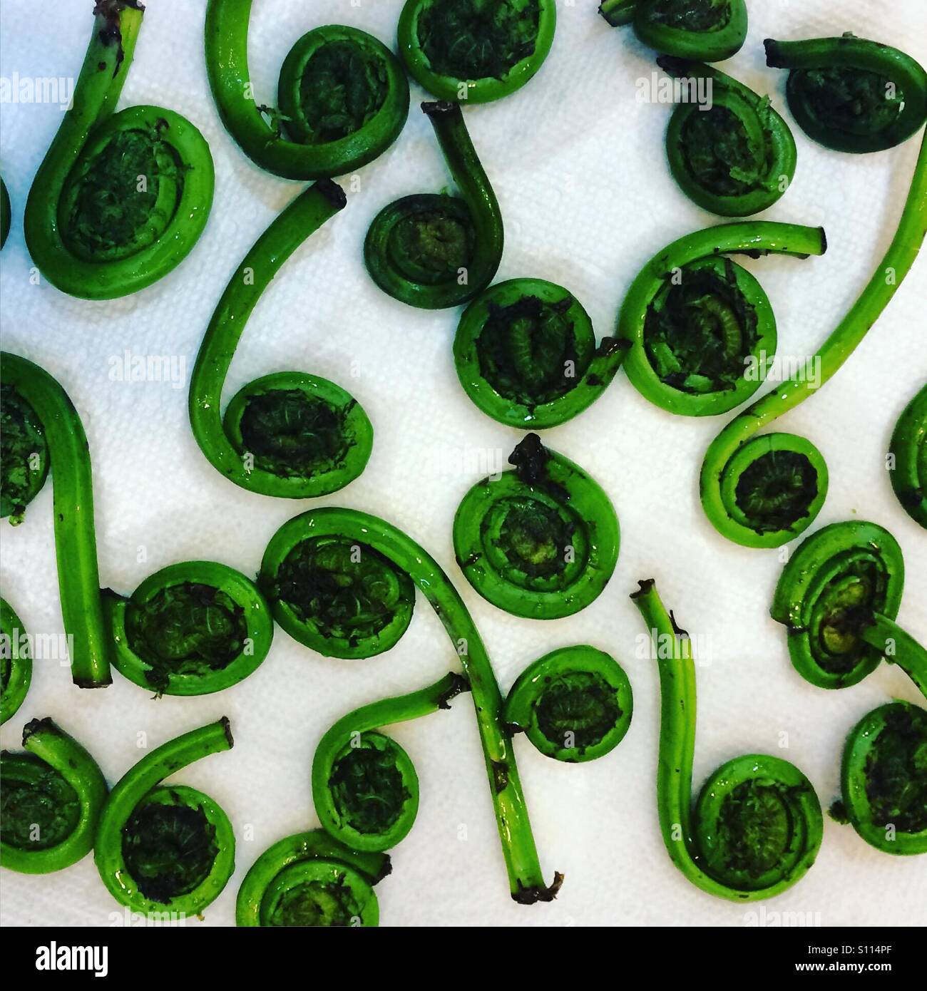 Fiddleheads of ferns hi-res stock photography and images - Alamy