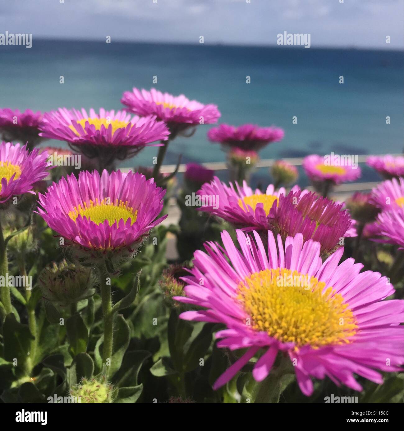 Coastal Flowers Stock Photos & Coastal Flowers Stock Images - Alamy