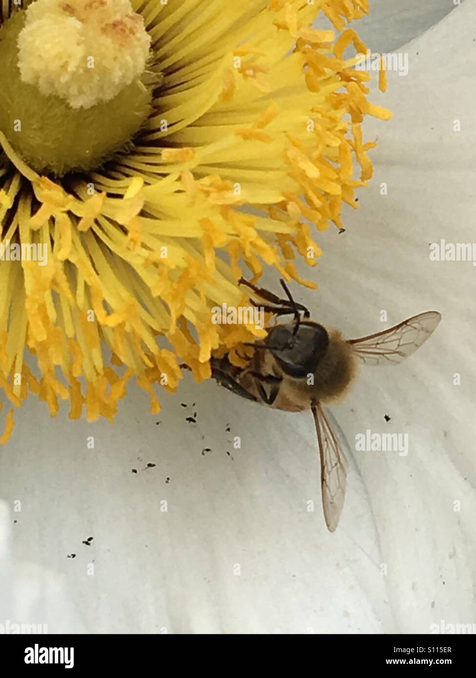 Matilda honey hi-res stock photography and images - Alamy