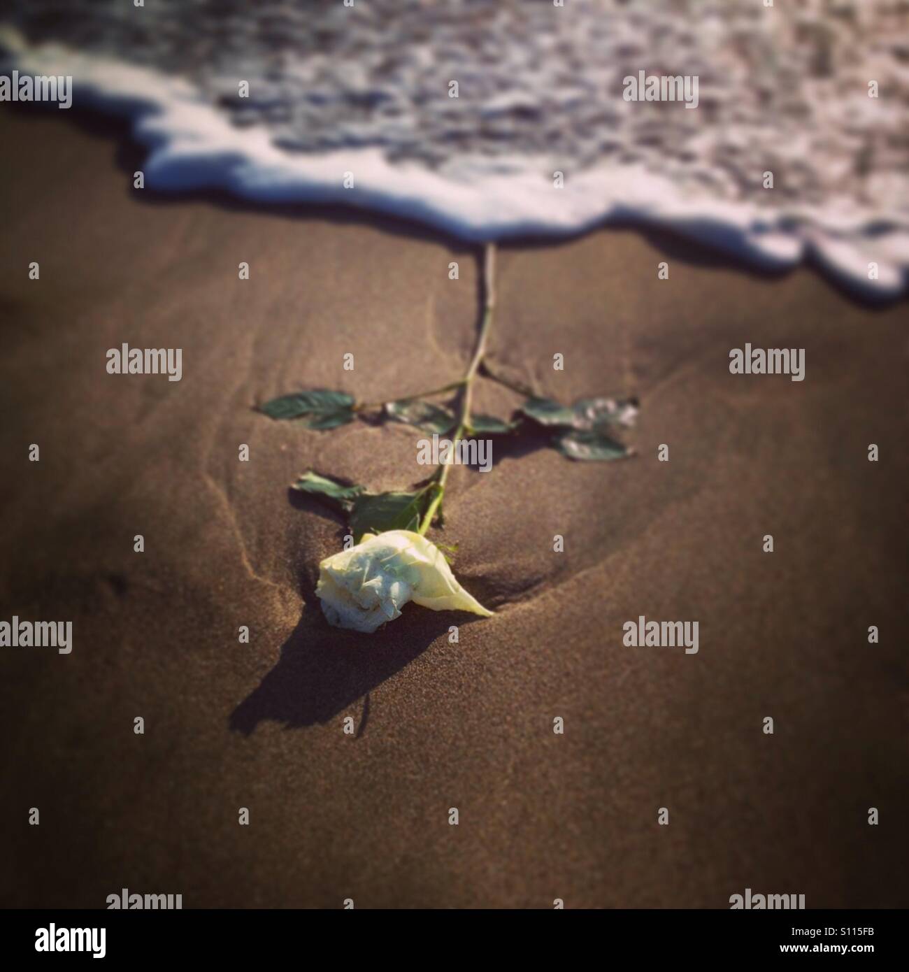Rose on beach Stock Photo - Alamy