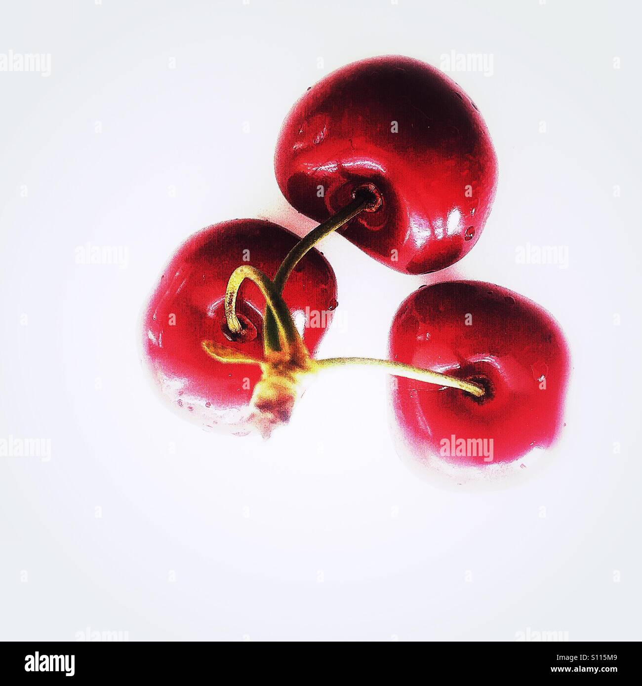 Three bright red cherries connected. Photographed from above. Square ...