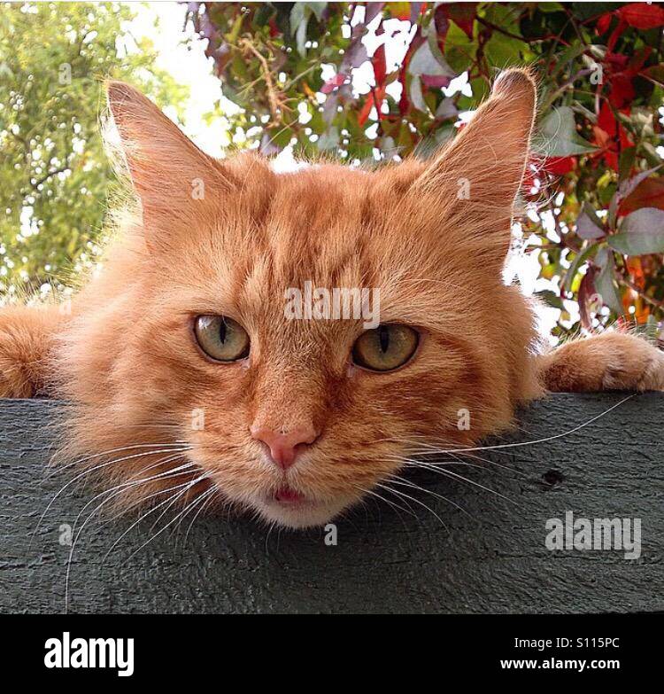 Ginger cat hi-res stock photography and images - Alamy