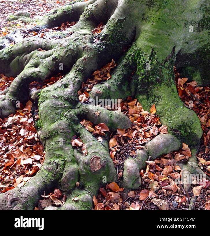 Curly tree roots hi-res stock photography and images - Alamy