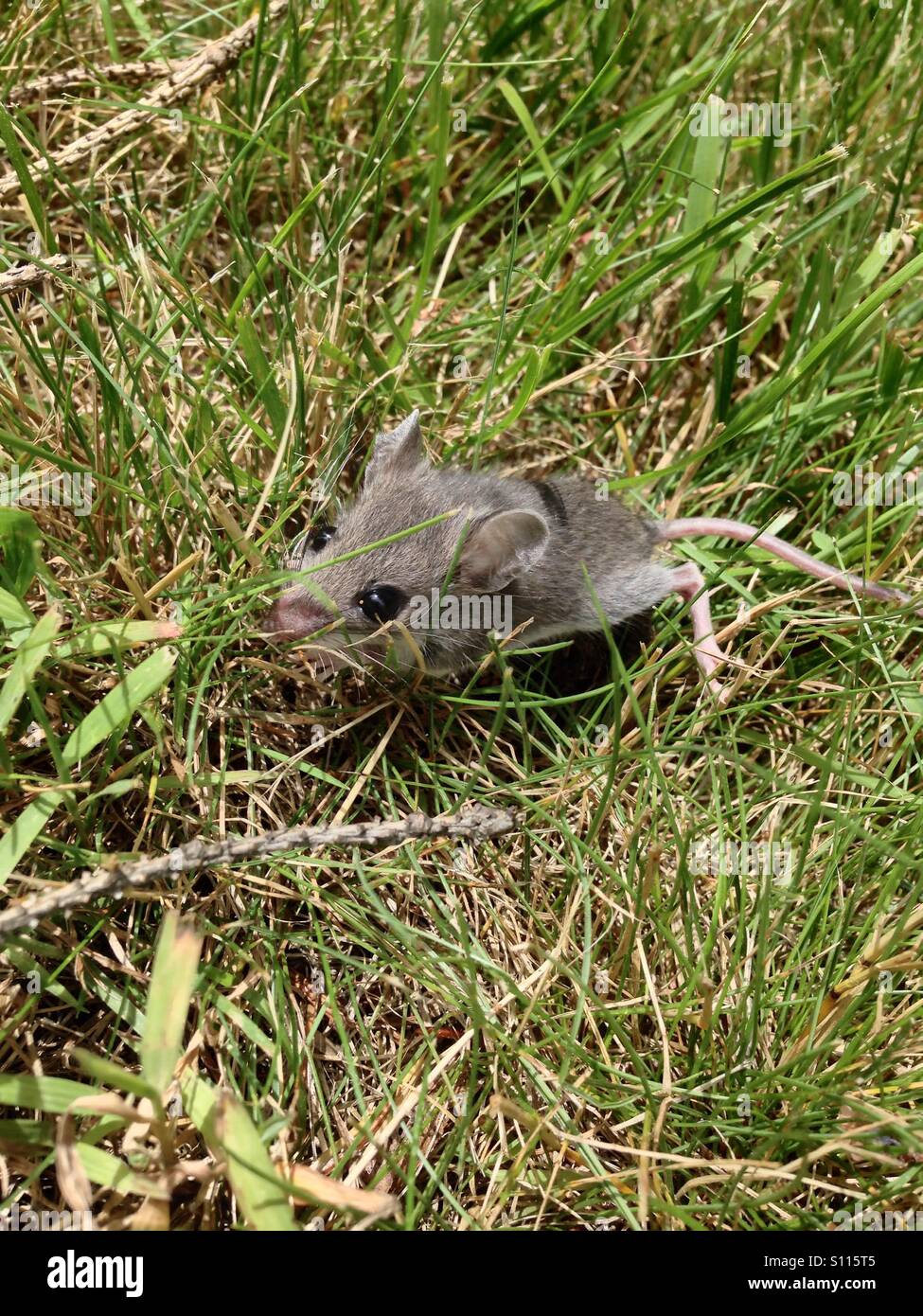 Mouse in grass Stock Photo - Alamy