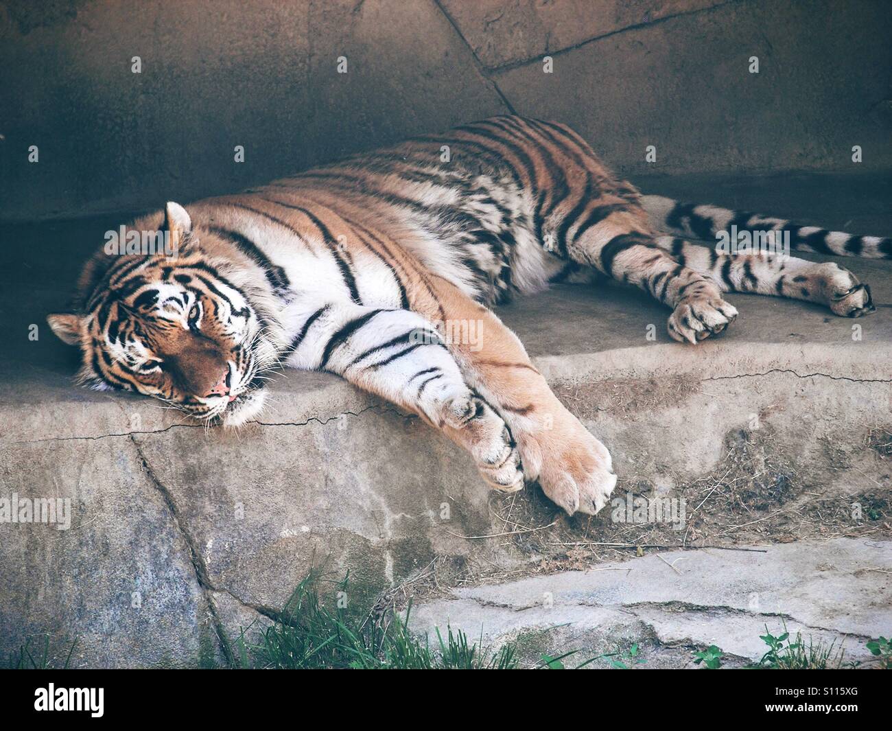Tiger africa hi-res stock photography and images - Alamy
