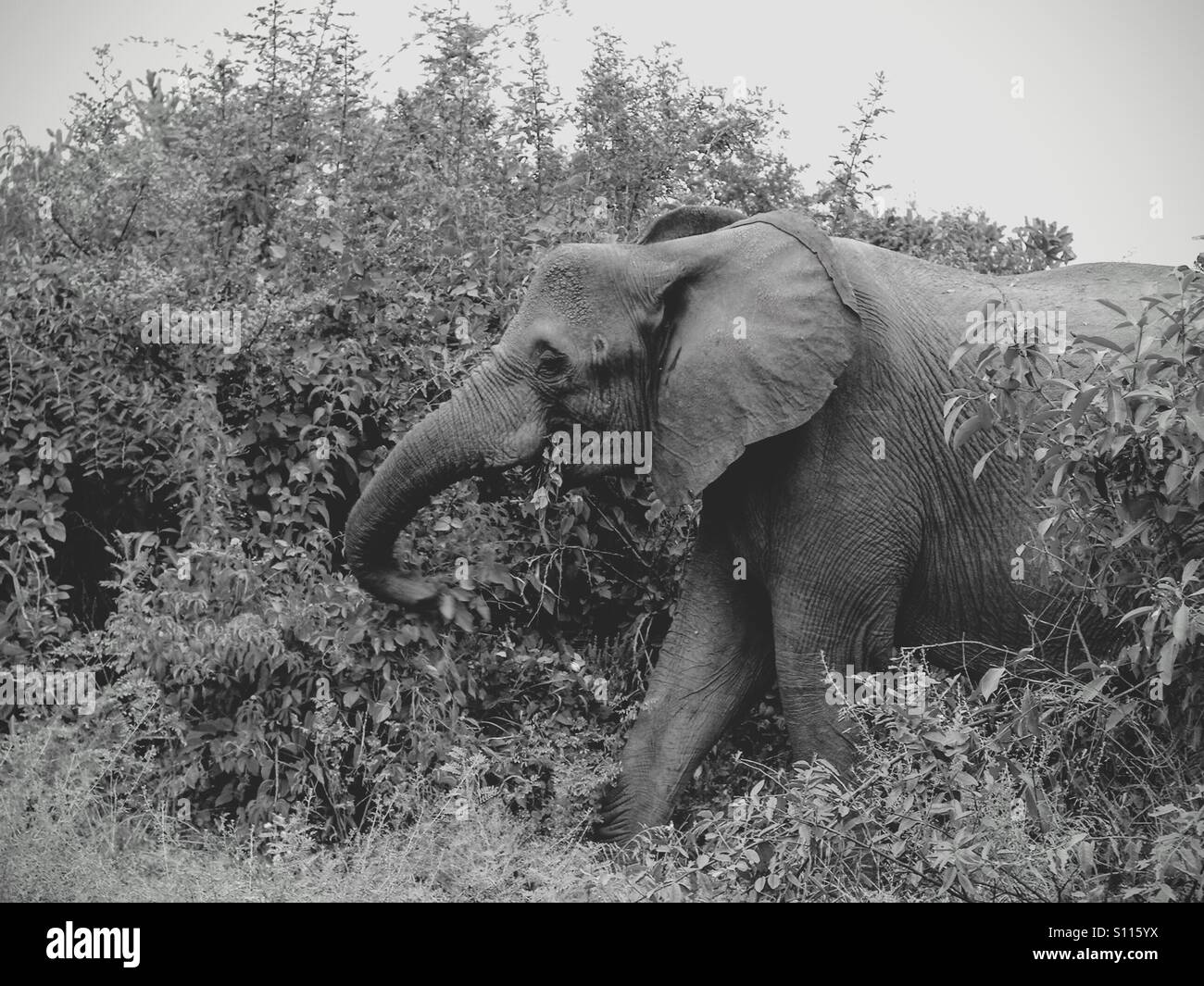 Greyscale elephant hi-res stock photography and images - Alamy
