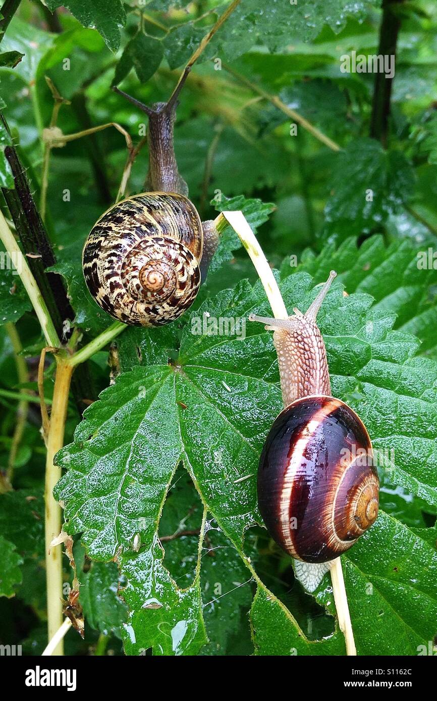 Speed speedy hi-res stock photography and images - Alamy