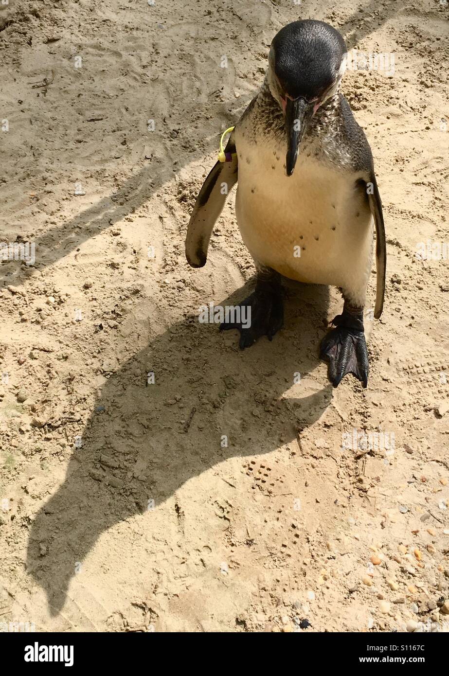 Penguin looking at his shadow Stock Photo - Alamy