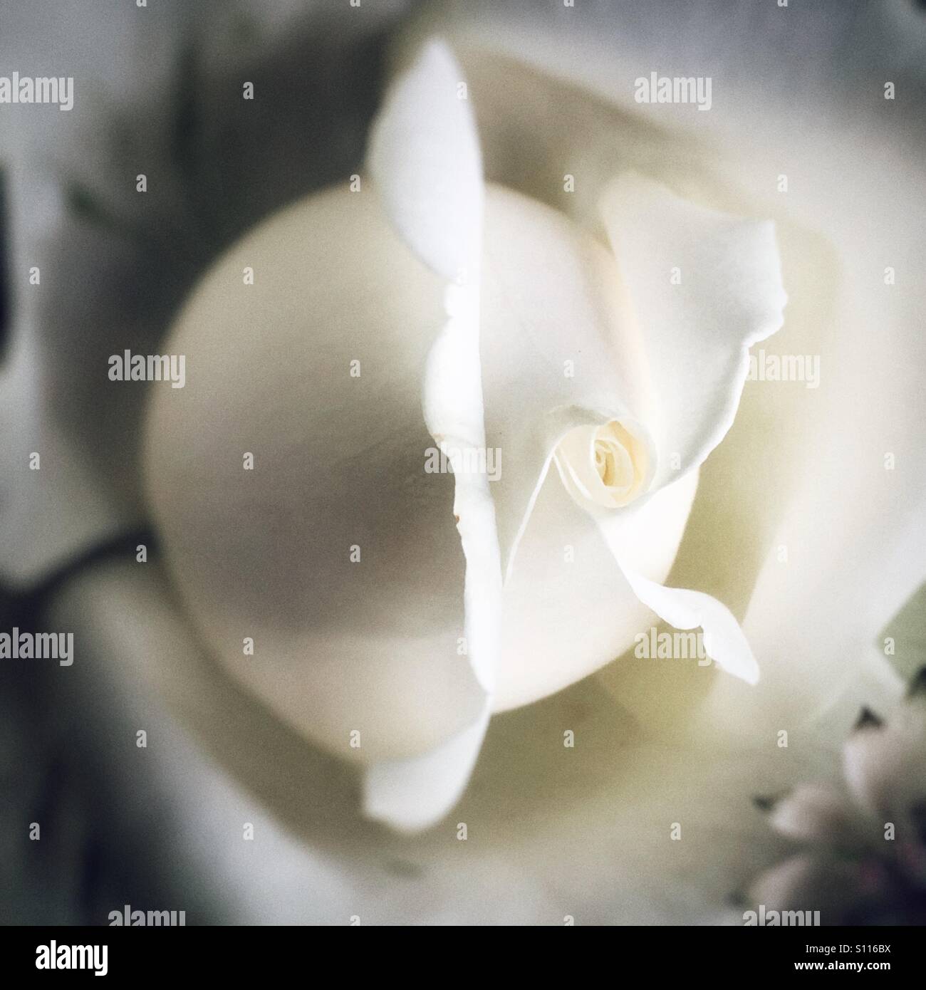 Close up white rose hi-res stock photography and images - Alamy