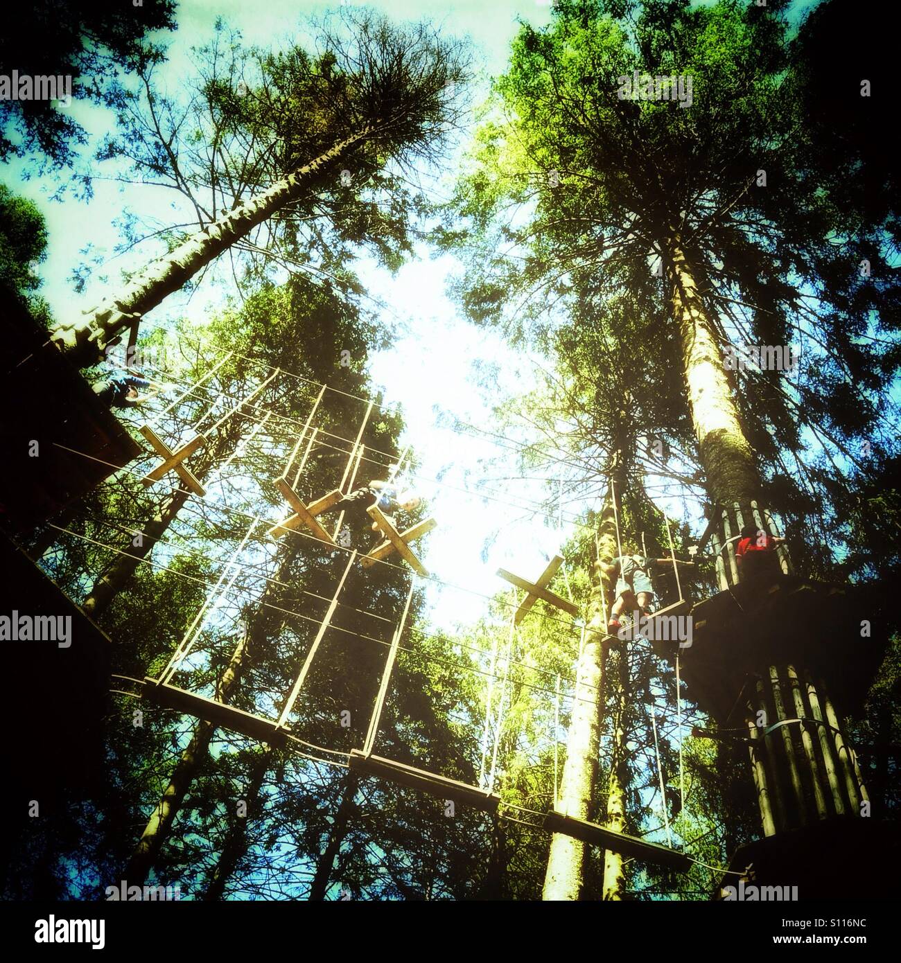 Tree tops adventure course Stock Photo - Alamy
