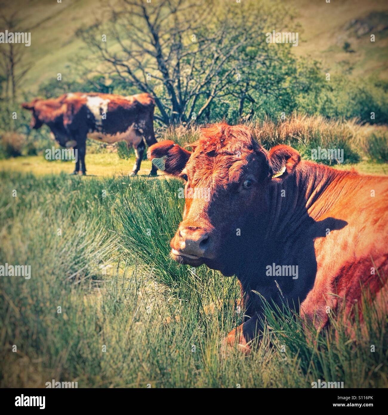 Danish red cattle hi-res stock photography and images - Alamy