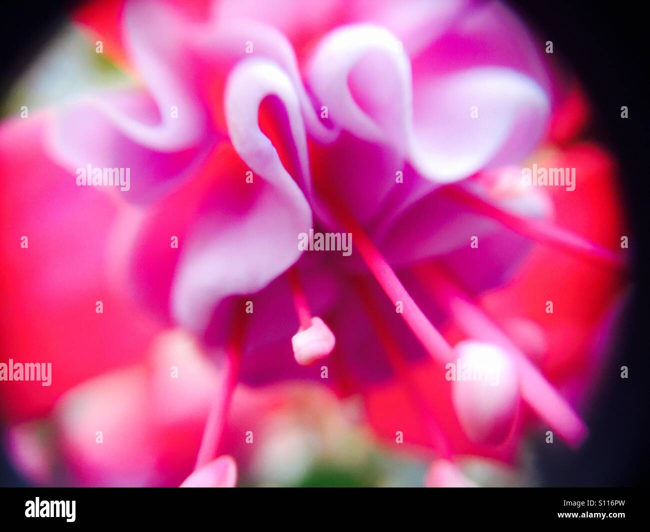 Fuschia pink flower hi-res stock photography and images - Alamy