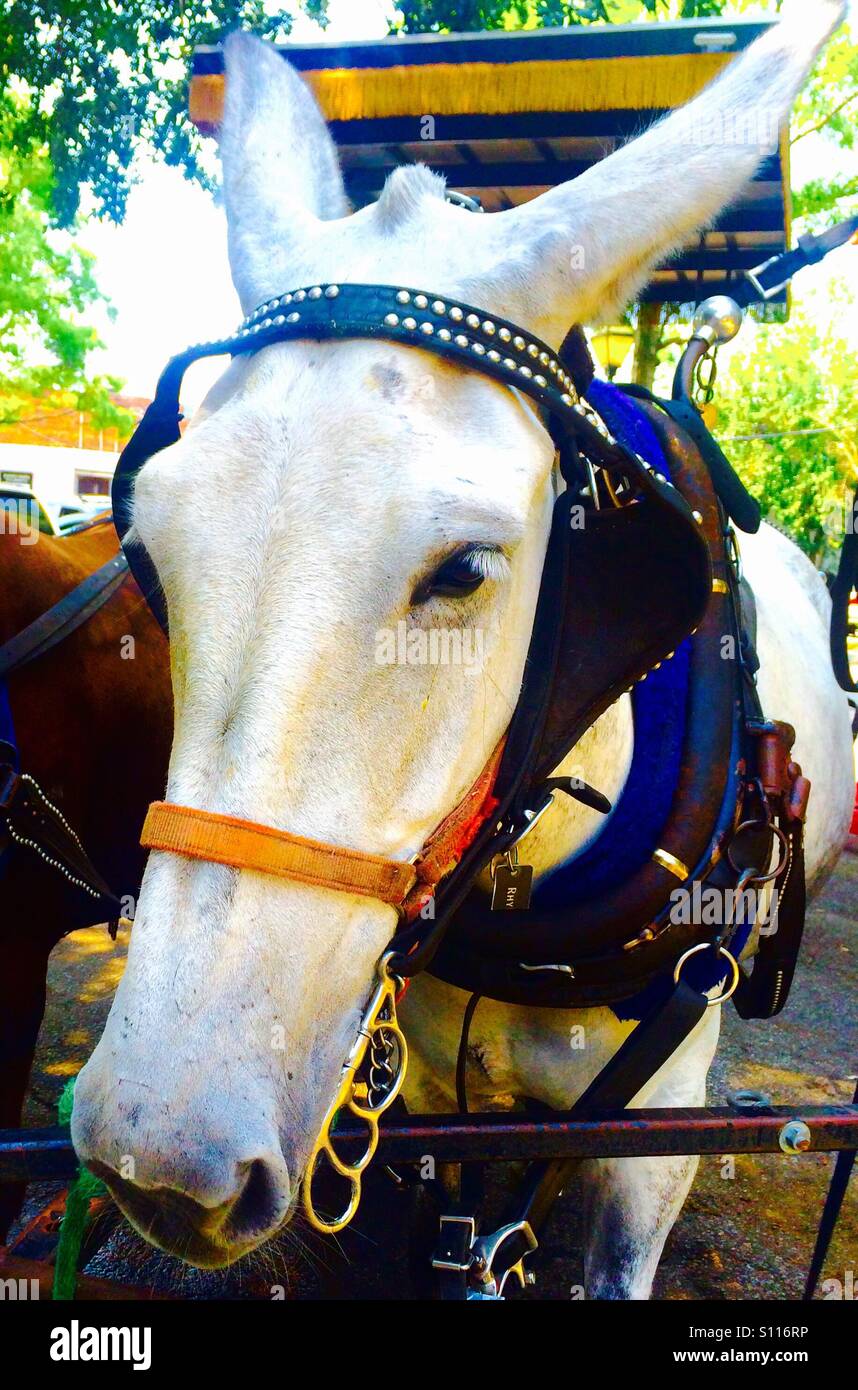 Mule carriage hi-res stock photography and images - Alamy