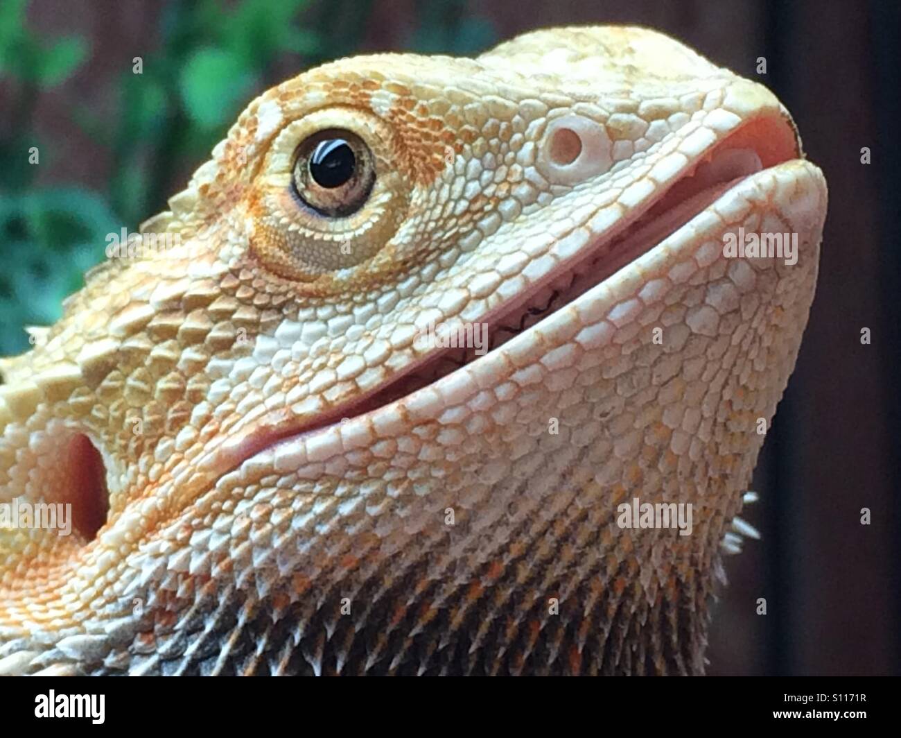 Creature animal domestic hi-res stock photography and images - Alamy