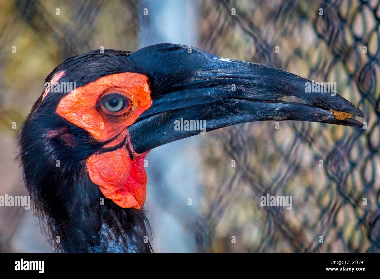 Aviary enclosure hi-res stock photography and images - Alamy