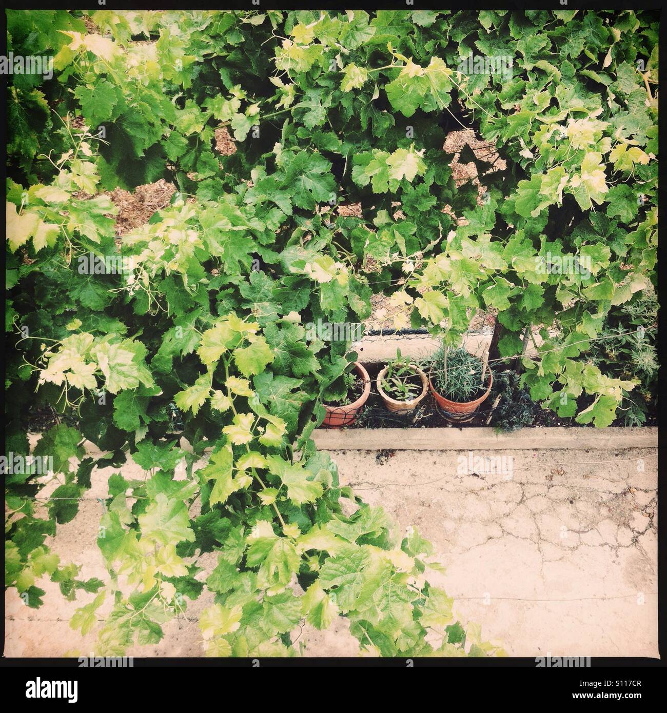 Full leaf hi-res stock photography and images - Alamy