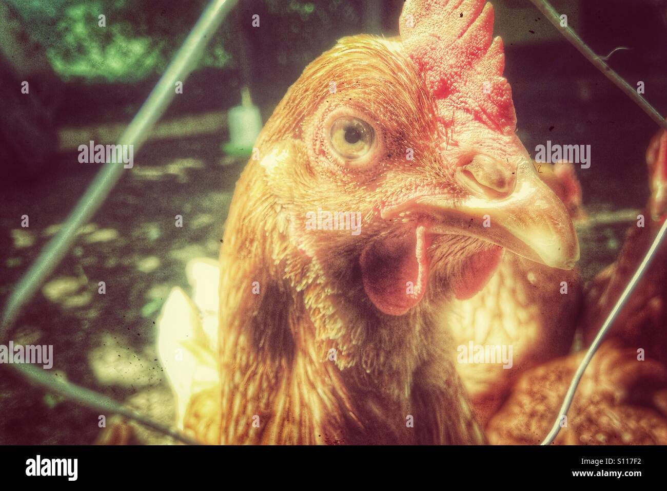 Chicken looking at camera through fence Stock Photo - Alamy