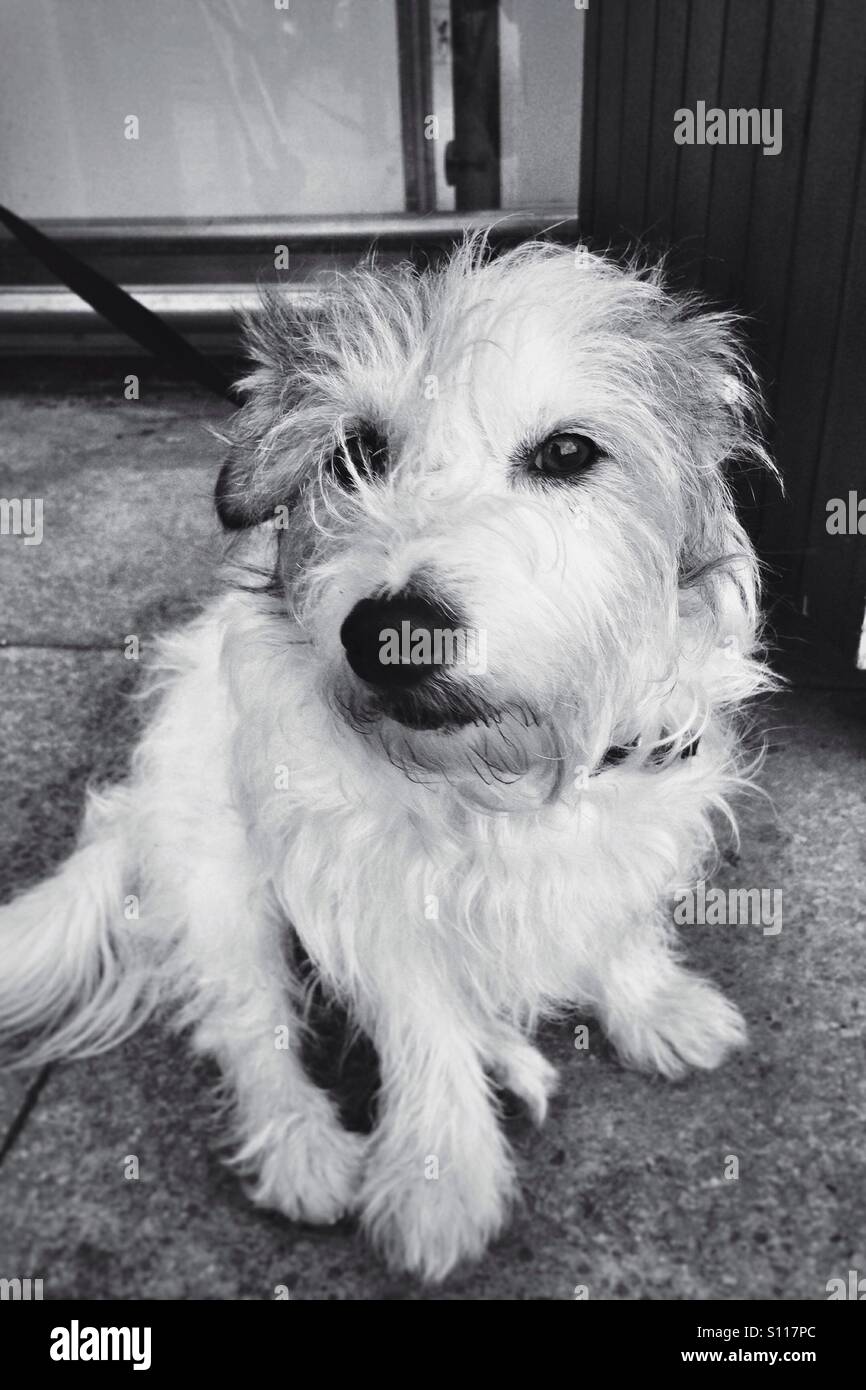 Dog tied up hi-res stock photography and images - Alamy