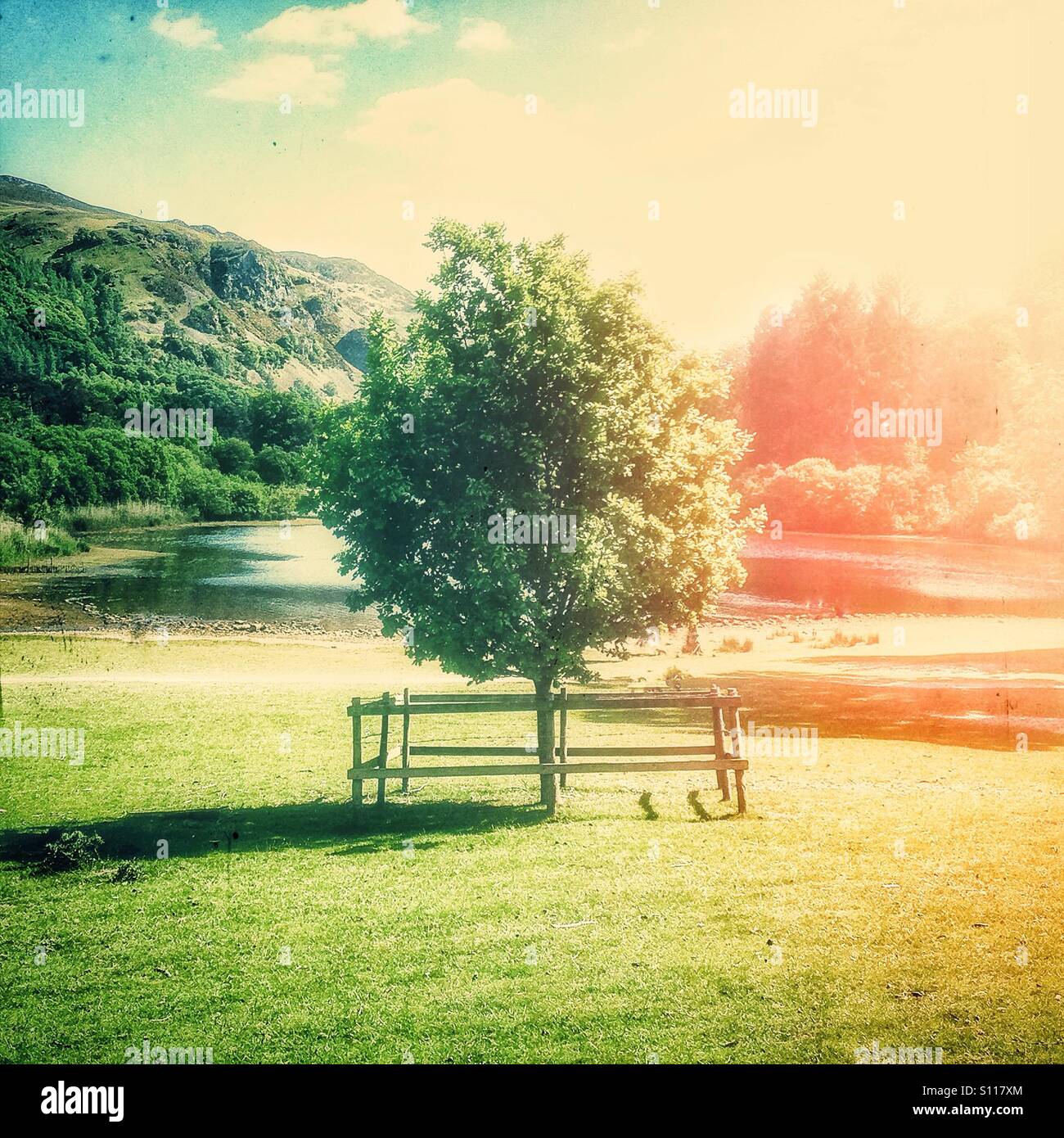 Isolated tree field hi-res stock photography and images - Alamy