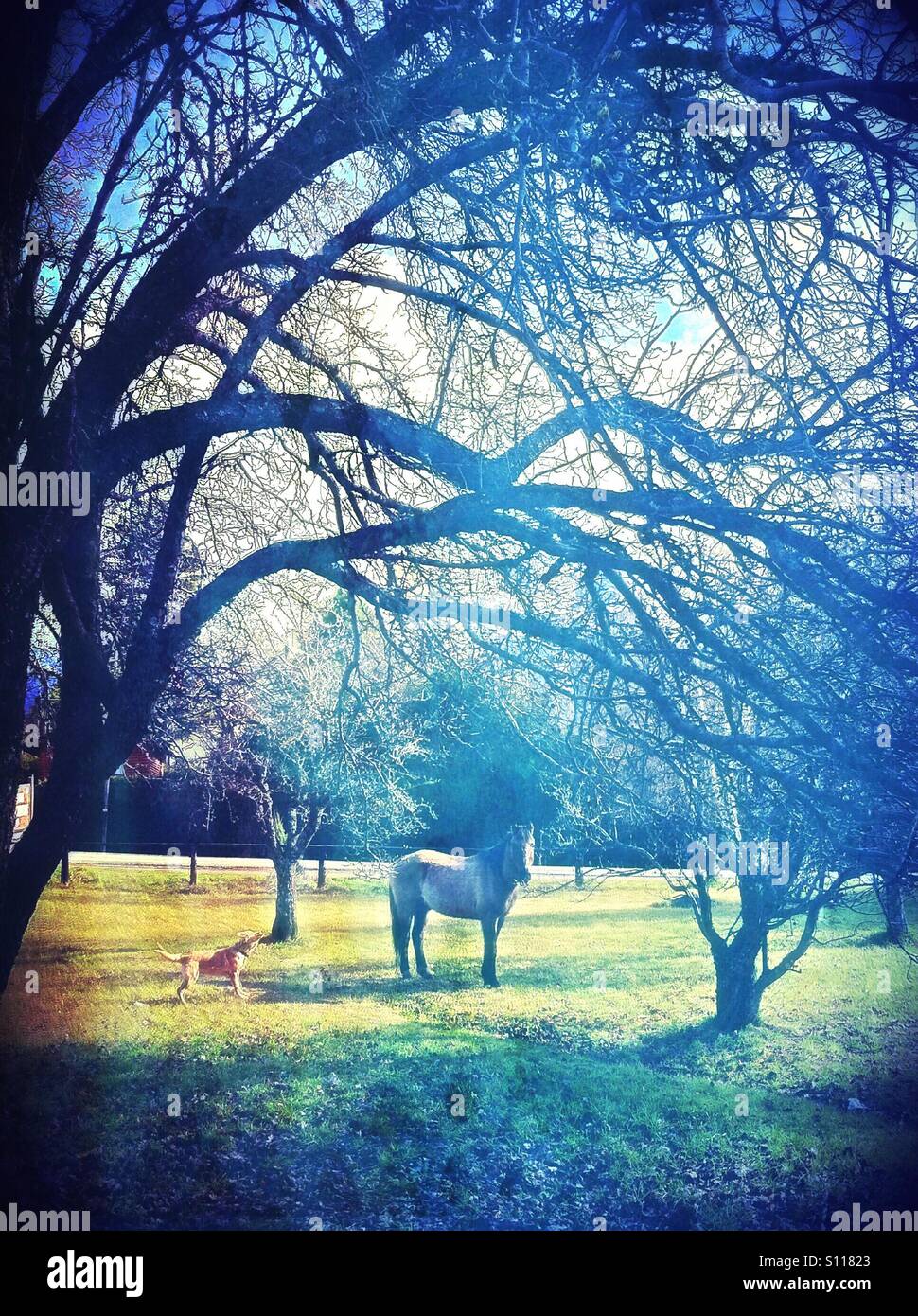 The enchanted garden Stock Photo - Alamy