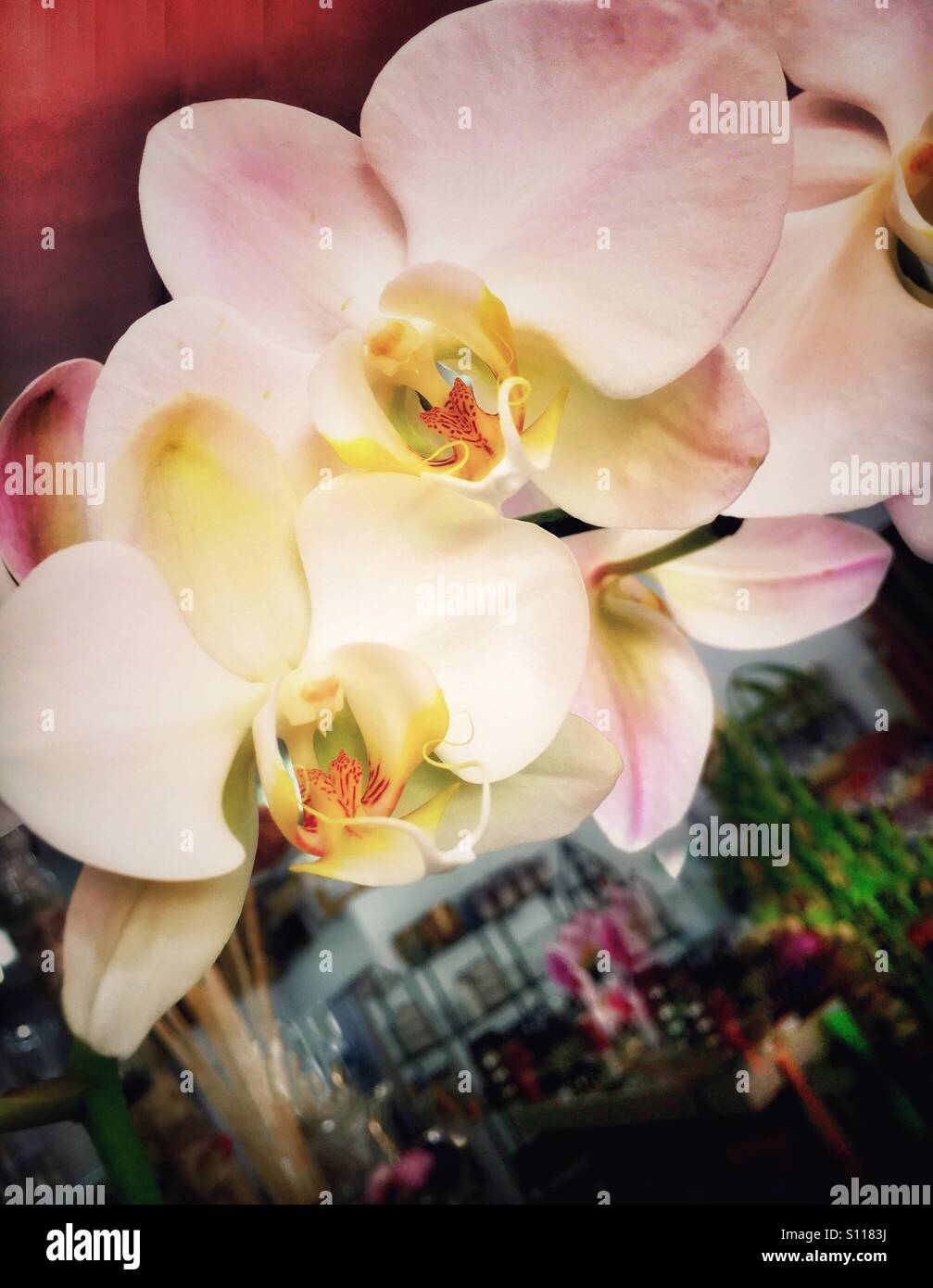 Orchids in flower shop Stock Photo - Alamy