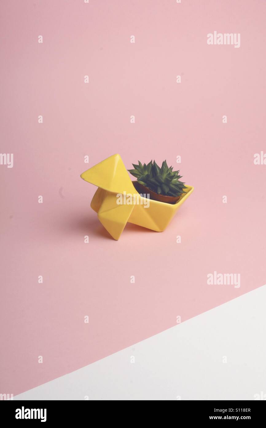 Planta cactus hi-res stock photography and images - Alamy