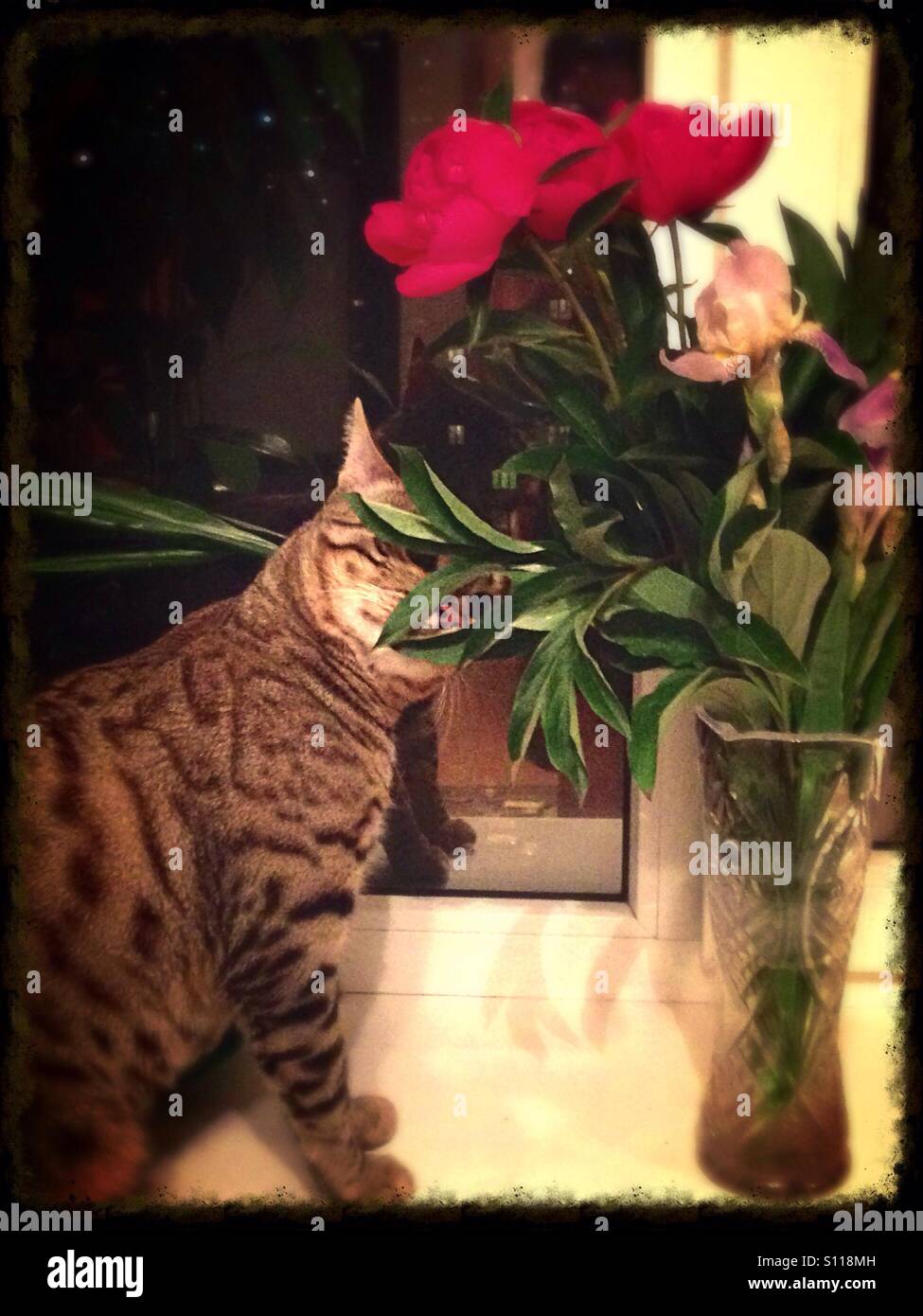 Romantic cat hi-res stock photography and images - Alamy