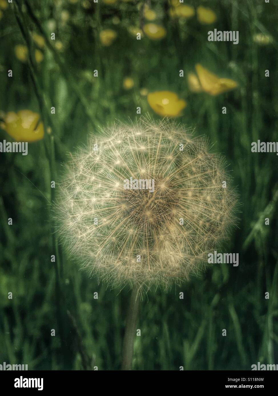 Dandelion clock with seeds hi-res stock photography and images - Alamy