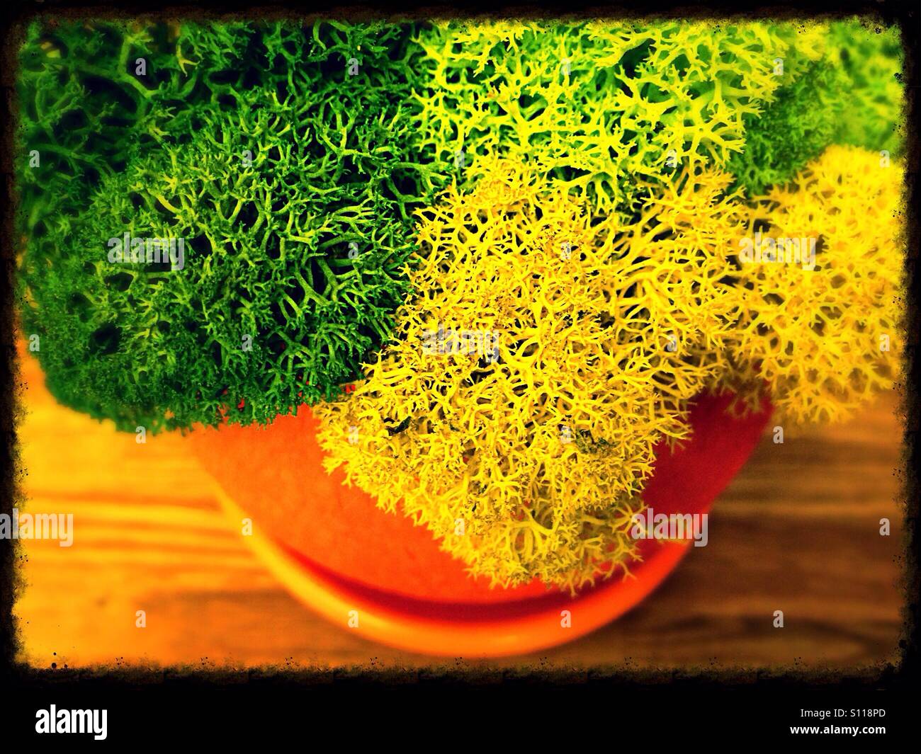 Three colored moss growing in the orange pot Stock Photo - Alamy