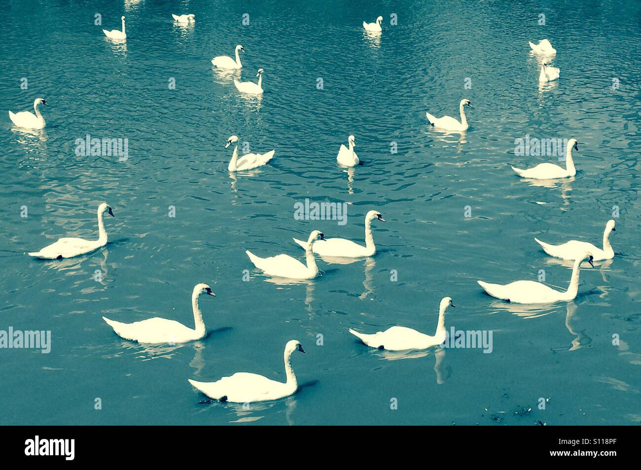 Bevy of swans hi-res stock photography and images - Alamy