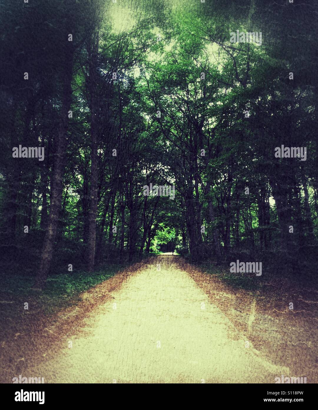 Long path in the woods Stock Photo - Alamy