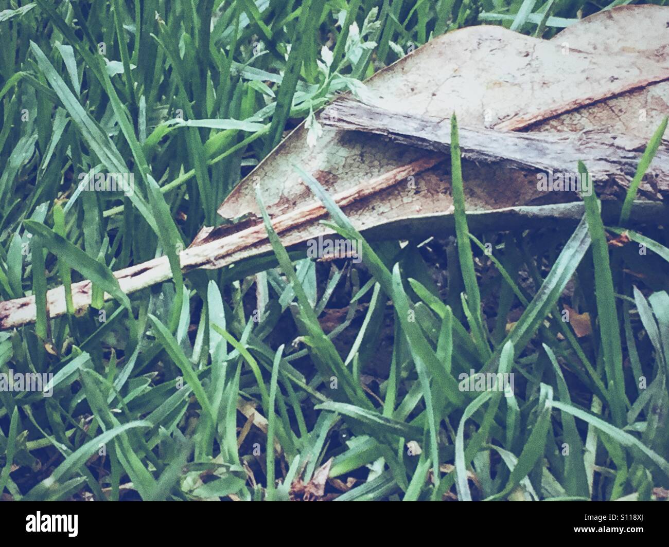 Old leaf in the grass Stock Photo - Alamy