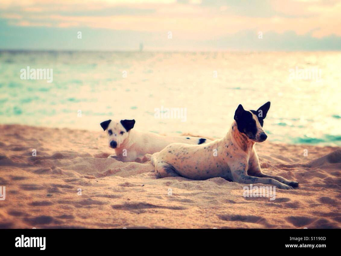 Two dogs on the beach near the ocean Stock Photo - Alamy