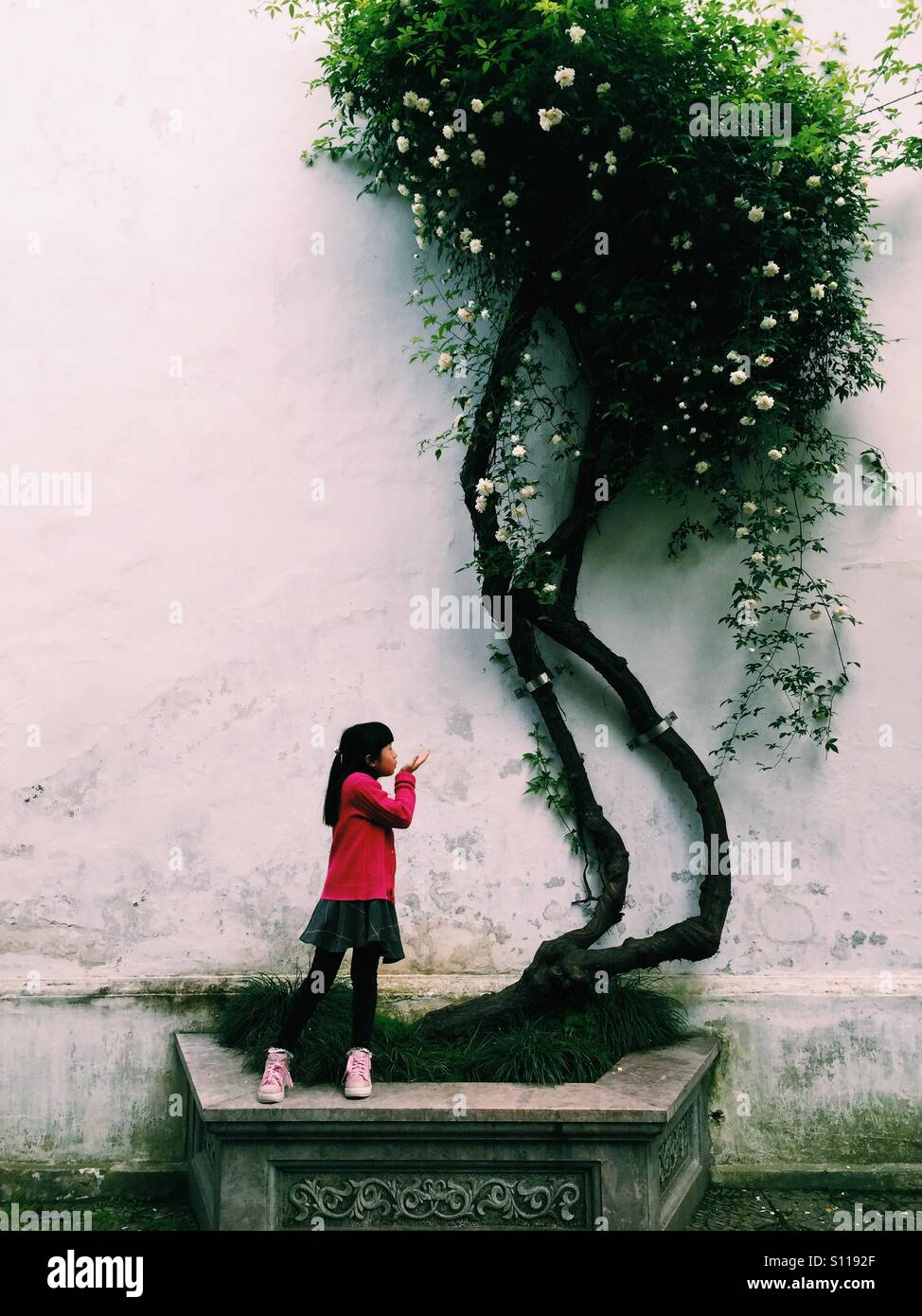 China girl tree hi-res stock photography and images - Alamy